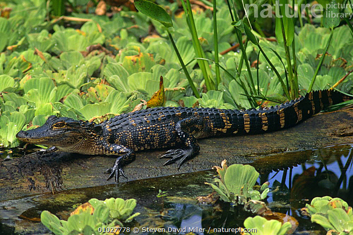 Stock photo of American alligator juvenile (Alligator mississippiensis ...
