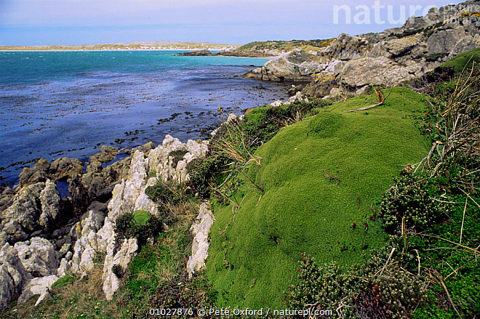 Stock photo of Balsam Bog in Gypsy Cove, East Falkland Island ...