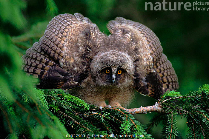 Stock photo of Long Eared Owl (Asio otus) defensive threat display ...