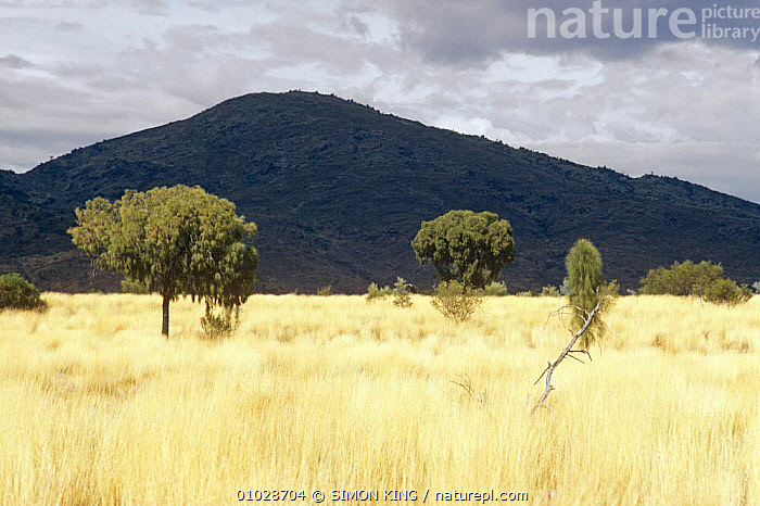 Stock photo of Dingo (Canis lupus dingo) habitat, Mann Ranges, Central ...