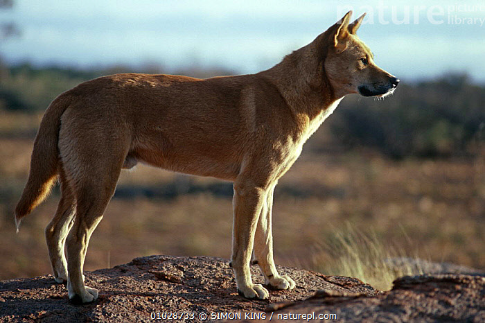 Stock photo of Male Dingo {Canis dingo} profile portrait, Central ...