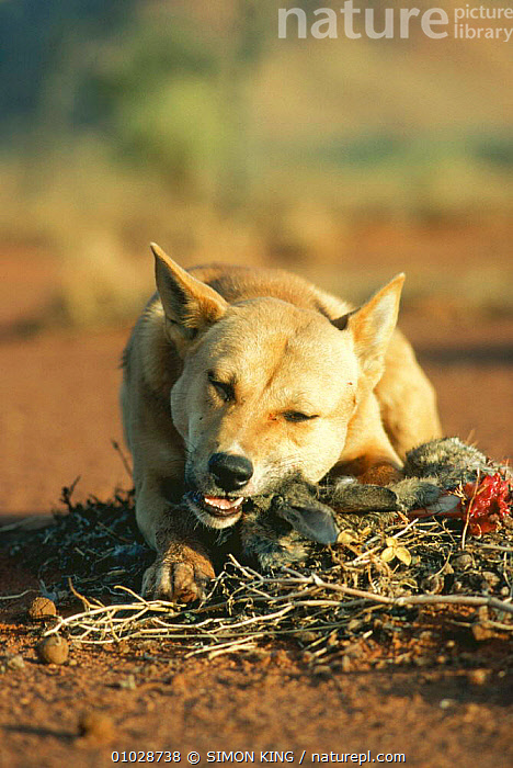 Stock photo of Dingo male eating rabbit (Canis dingo) Central Australia ...