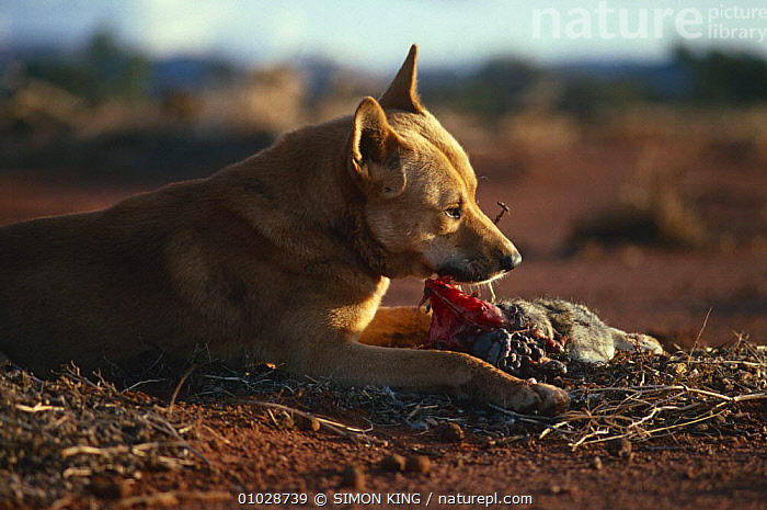 Stock photo of Dingo {Canis dingo} male eating rabbit carcass, Central ...