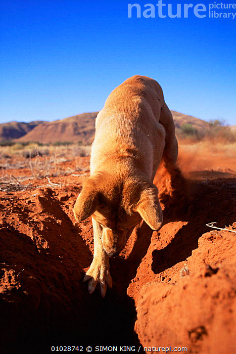 Stock photo of Male Dingo (Canis dingo) digging for rabbit in desert ...