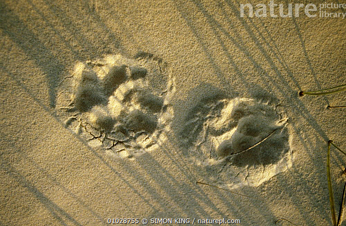 Stock photo of Dingo tracks in sand {Canis dingo} Fraser Island ...