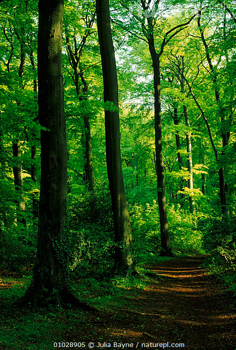 Stock photo of Fotpath winding through broadleaf wood, Somerset ...
