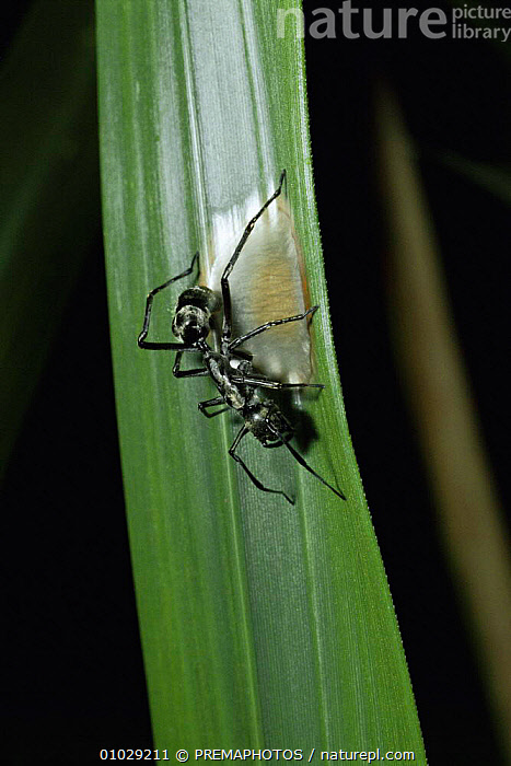 Stock photo of Myrmecium ant mimic spider spinning egg sac. Costa Rica ...
