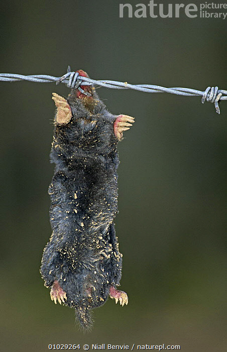 Stock photo of European mole {Talpa europaea} corpse hanging from ...