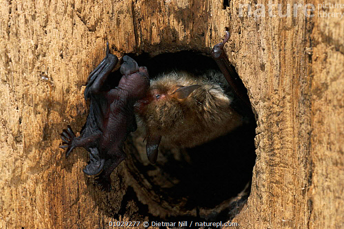 Stock photo of Natterer's Bat (Myotis nattereri) with baby. Germnay ...
