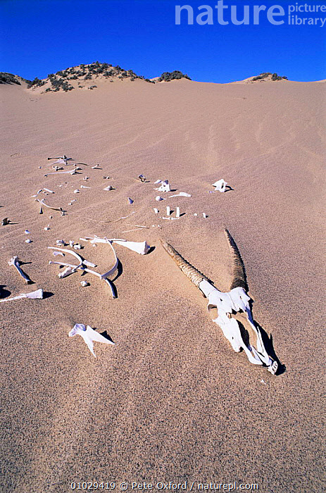 Stock photo of Oryx skeleton on sand dune. Skeleton coast, Namibia ...