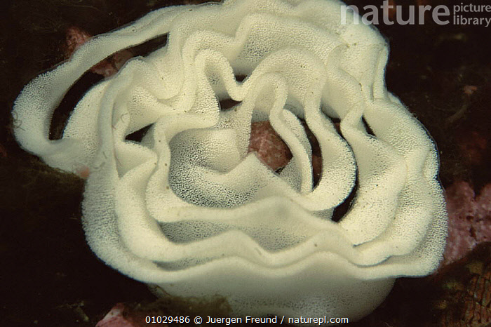 Stock photo of Sea slug (Nudibranchia) egg ribbon, Canada. Available ...