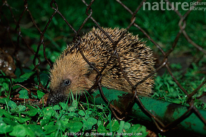 Stock photo of Hedgehog in fencing (Erinaceus europaeus) Germany ...