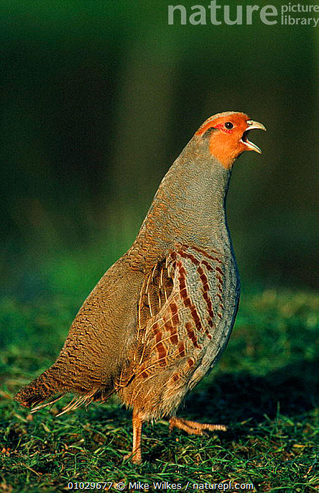 Stock photo of Grey partridge calling, England. Available for sale on ...