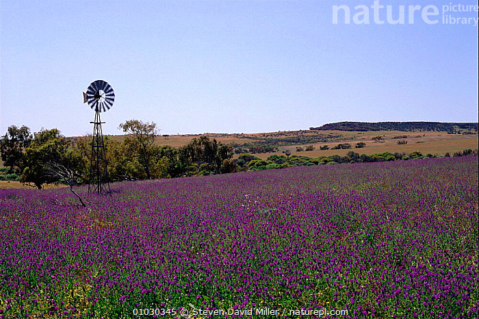 Stock photo of Field of purple Paterson's curse noxious weed. W ...