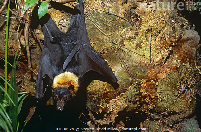 Stock photo of Spectacled flying fox {Pteropus conspicillatus} (fruit ...