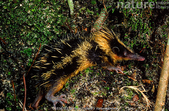 Stock photo of Yellow streaked tenrec, Madagascar.. Available for sale ...