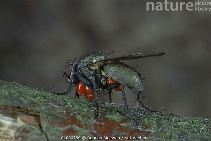 Stock photo of Parasitic mites on fly (Diptera), Scotland, UK ...