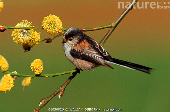 Stock photo of Long tailed tit & sallow flowers UK. Available for sale ...