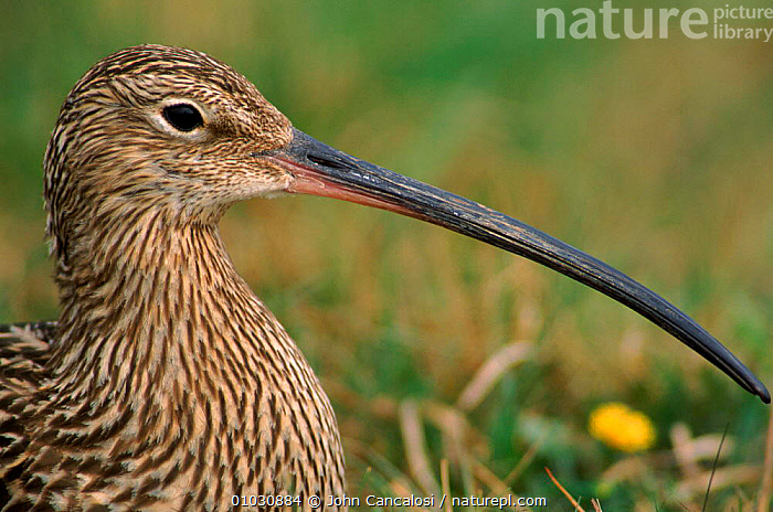 Stock photo of Curlew showing beak detail. England, Europe. Available ...