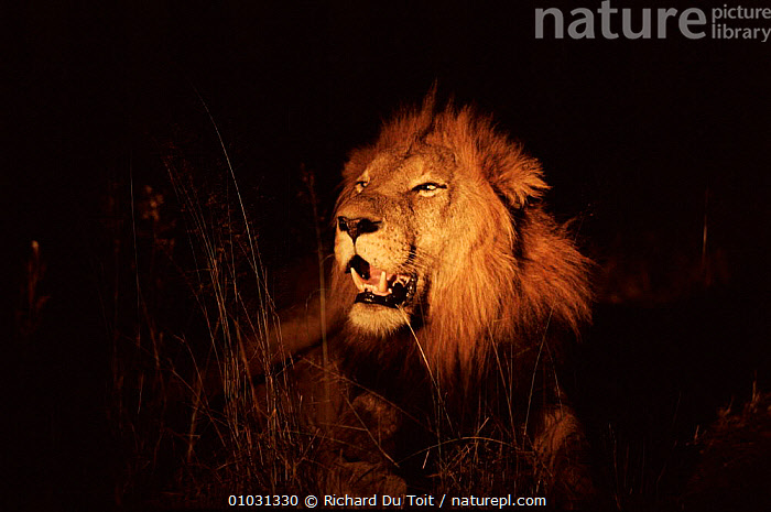 African Male Lion At Night File:A Close View Of A Male Lion
