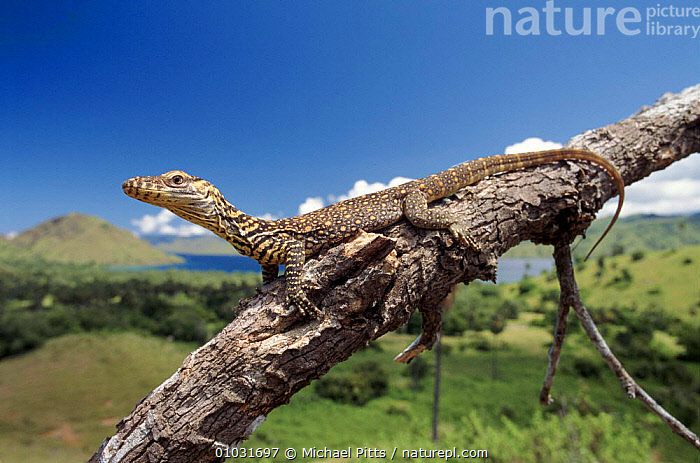 Baby Komodo Dragons In Trees