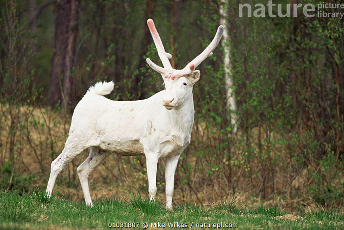 Stock photo of Albino white Reindeer in June (Rangifer tarandus) Sweden ...