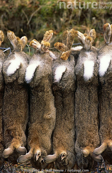 Stock photo of Dead European rabbits {Oryctolagus cuniculus} hanging ...
