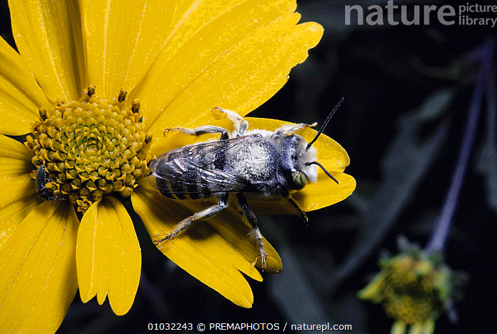Stock photo of Western leafcutter bee on flower (Megachile perihirta ...
