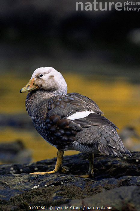 Stock photo of Male Falkland Flightless Steamer Duck {Tachyeres ...