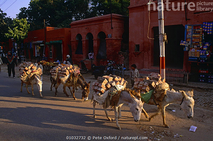 Stock photo of Domestic donkeys {Equus asinus} carrying bricks, outside ...