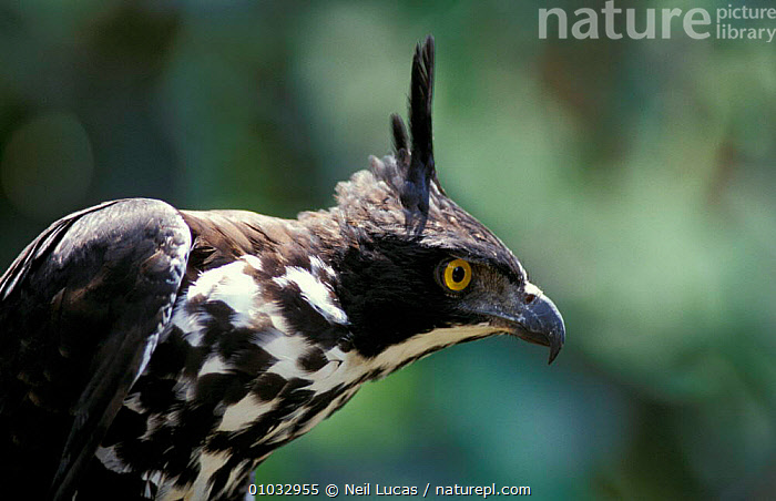 Stock photo of Head portrait Blyth's hawk eagle (Nisaetus alboniger ...