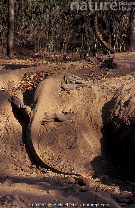 Stock photo of Komodo dragon female making nest hole in megapode mound ...