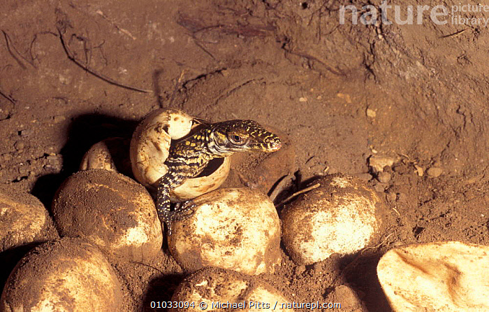 Stock photo of Komodo dragon hatching from egg (Varanus komodoensis ...