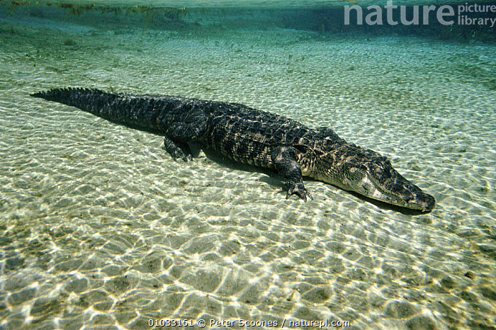 Stock photo of American alligator underwater, Silver Springs, Florida ...