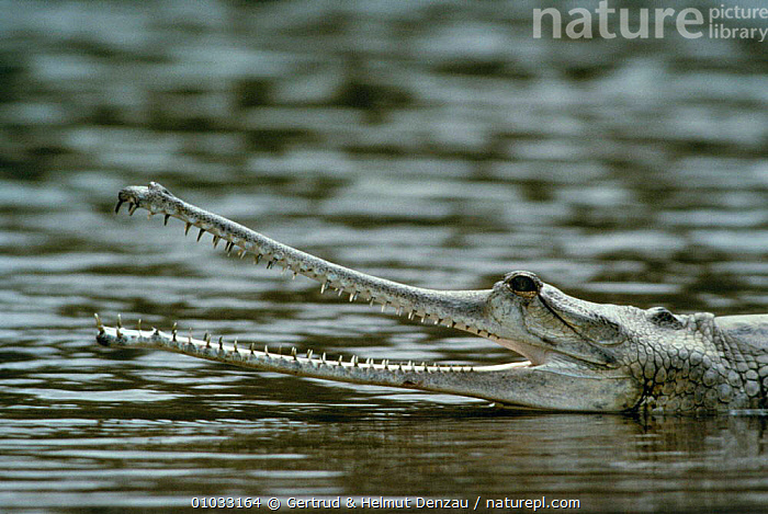 Stock photo of Indian gharial portrait, India (Gavialis gangeticus ...