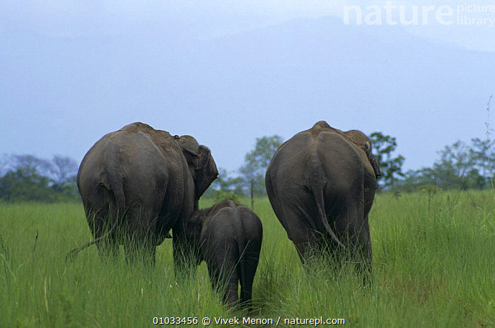 Stock photo of Indian elephants {Elephas maximus} rear view of family ...