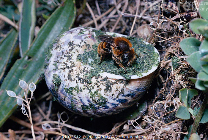 Stock photo of Dune snail bee {Osmia aurulenta} seals empty shell ...