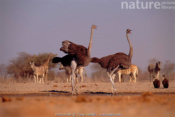 Stock photo of Displaying female ostriches (Struthio camelus) Etosha NP ...