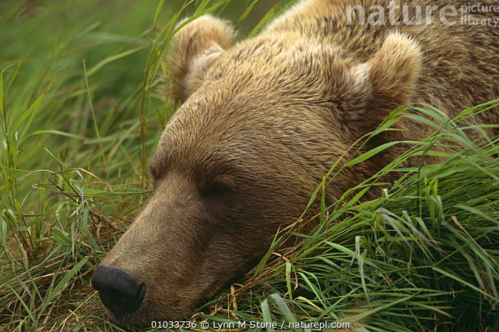 Stock photo of Grizzly bear {Ursus arctos horribilis} resting head on clump of grass ...
