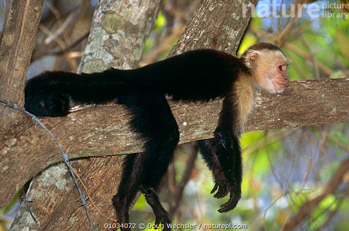 Stock photo of White-faced capuchin resting in tree (Cebus capucinus ...
