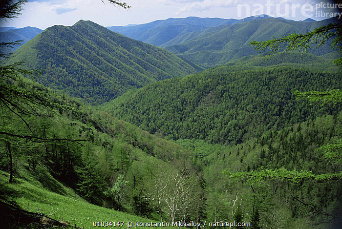 Stock photo of Sub-alpine zone with Spruce, Sikhote Alin Range, Abies ...