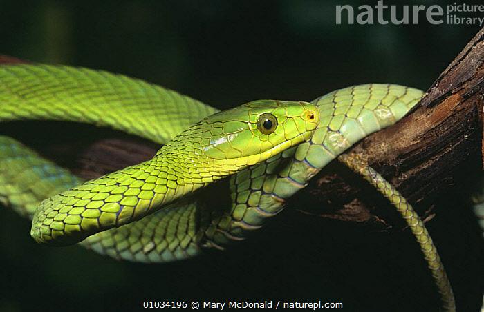 Stock photo of Eastern green mamba (Dendroaspis angusticeps) captive ...