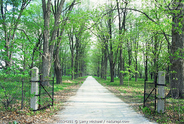 Stock photo of Looking down driveway through gates in spring, Wisconsin ...