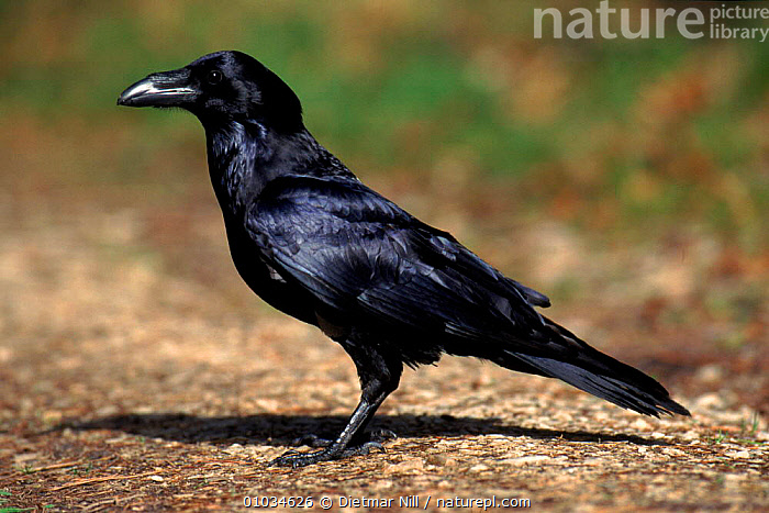 Stock photo of Common raven portrait (Corvus corax) Germany. Available ...