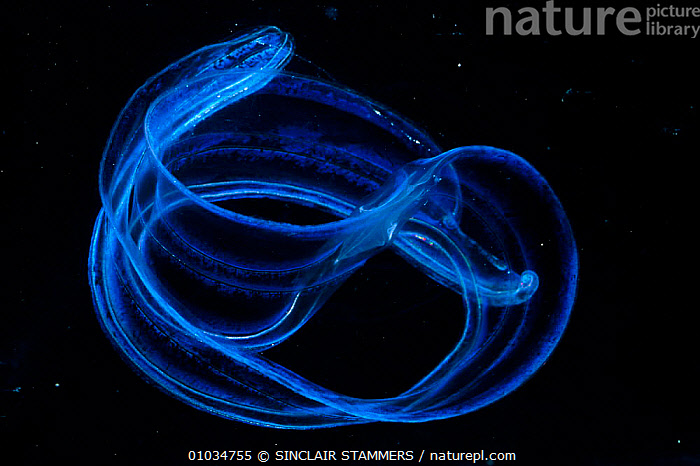 Stock photo of Venus's girdle comb jelly (Cestum veneris) Mediterranean ...