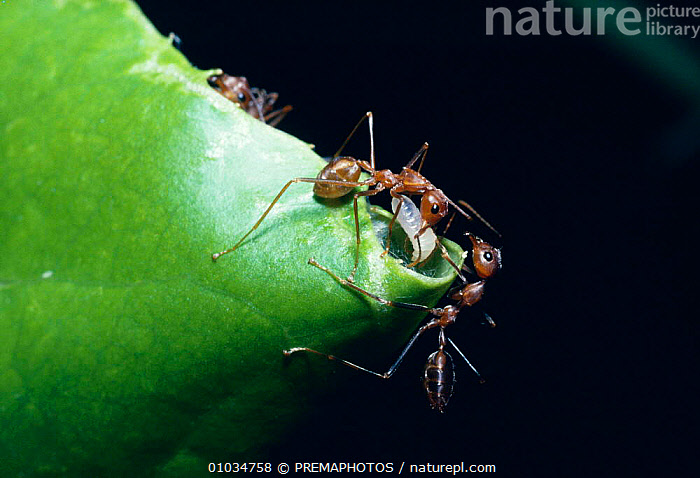 Stock photo of Green tree ant seals nest using silk produced by larva ...