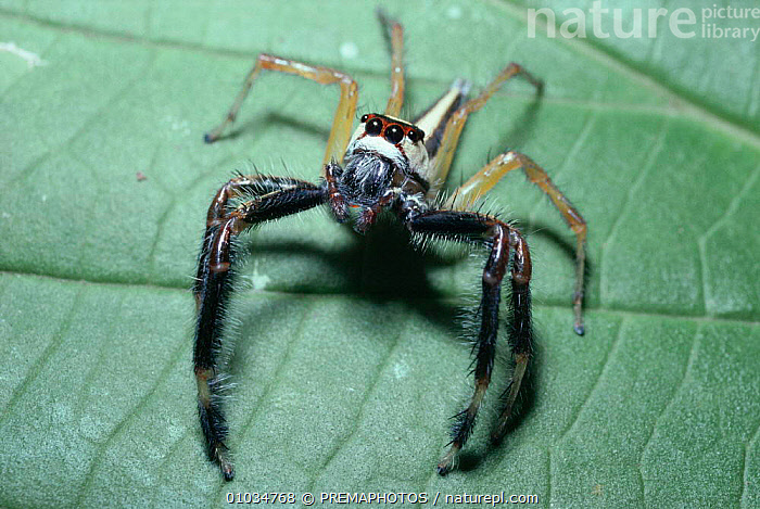 Stock photo of Two-striped jumping spider (Telamonia dimidiata ...