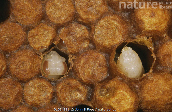 Stock photo of Pupae of Honey bee (Apis mellifera) in cells in beehive ...