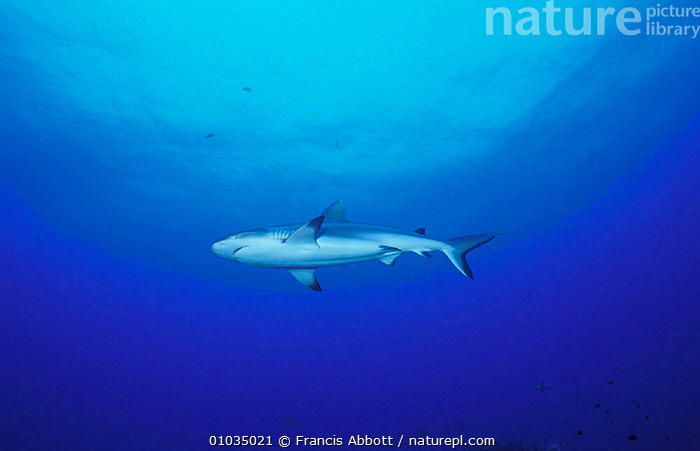 Stock photo of Blacktail Reef Shark. Red Sea (Carcharhinus wheeleri ...