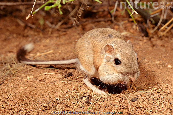 Stock photo of Bannertail kangaroo rat eating. (Dipodomys spectabilis ...